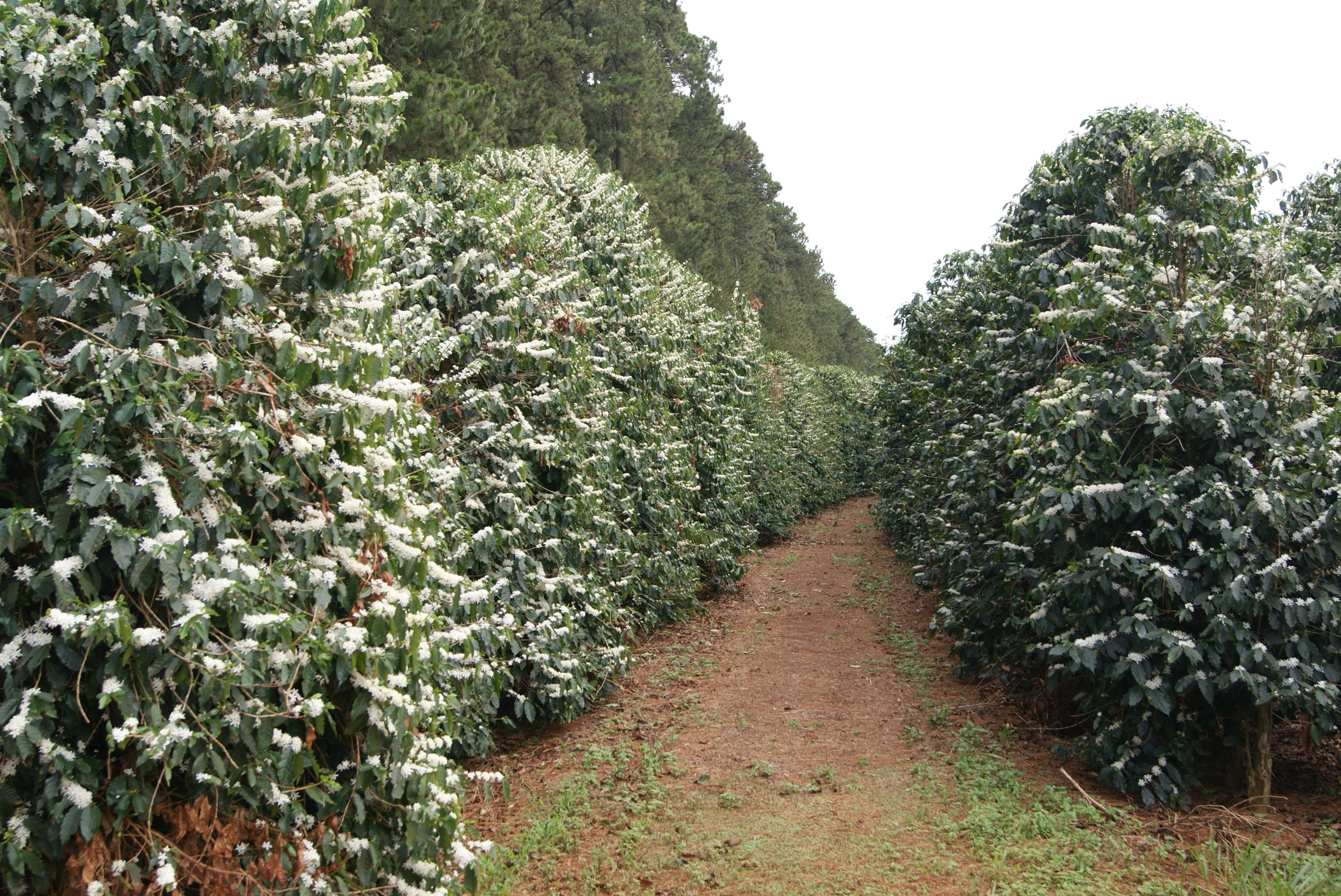 Coffee Flock - Specialty Coffee & Tea Education and Training
